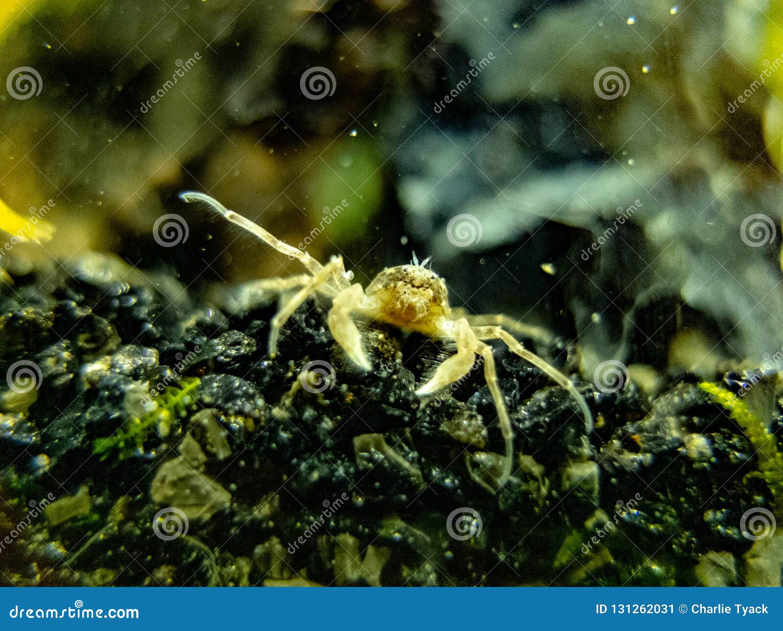 Micro crab close up stock image. Image of beauty, personal - 131262031