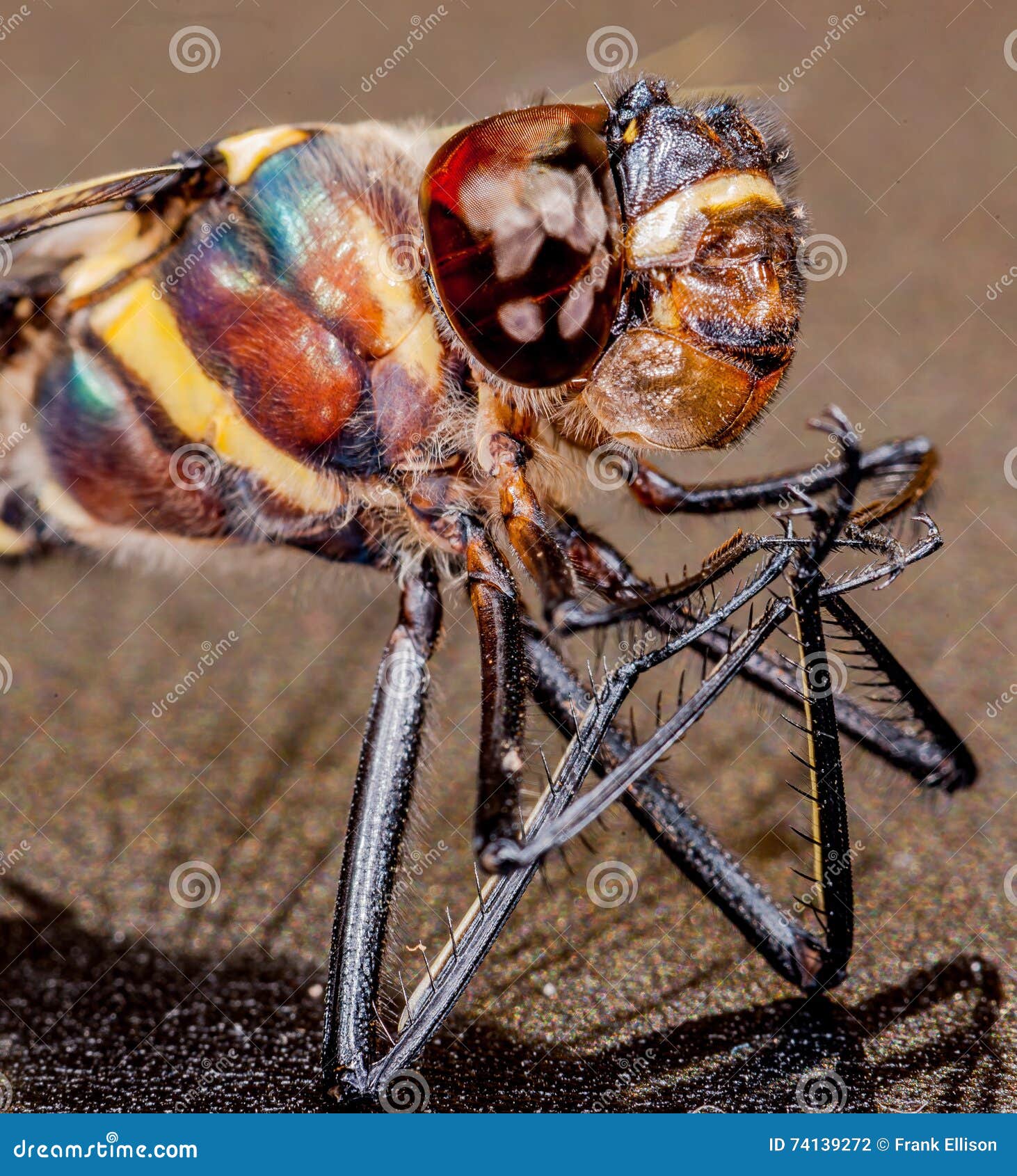 Micro Dragonfly стоковое фото. изображение насчитывающей конец - 74139272