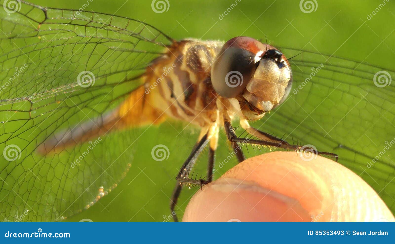 Micro dragonfly stock image. Image of close, wildlife - 85353493