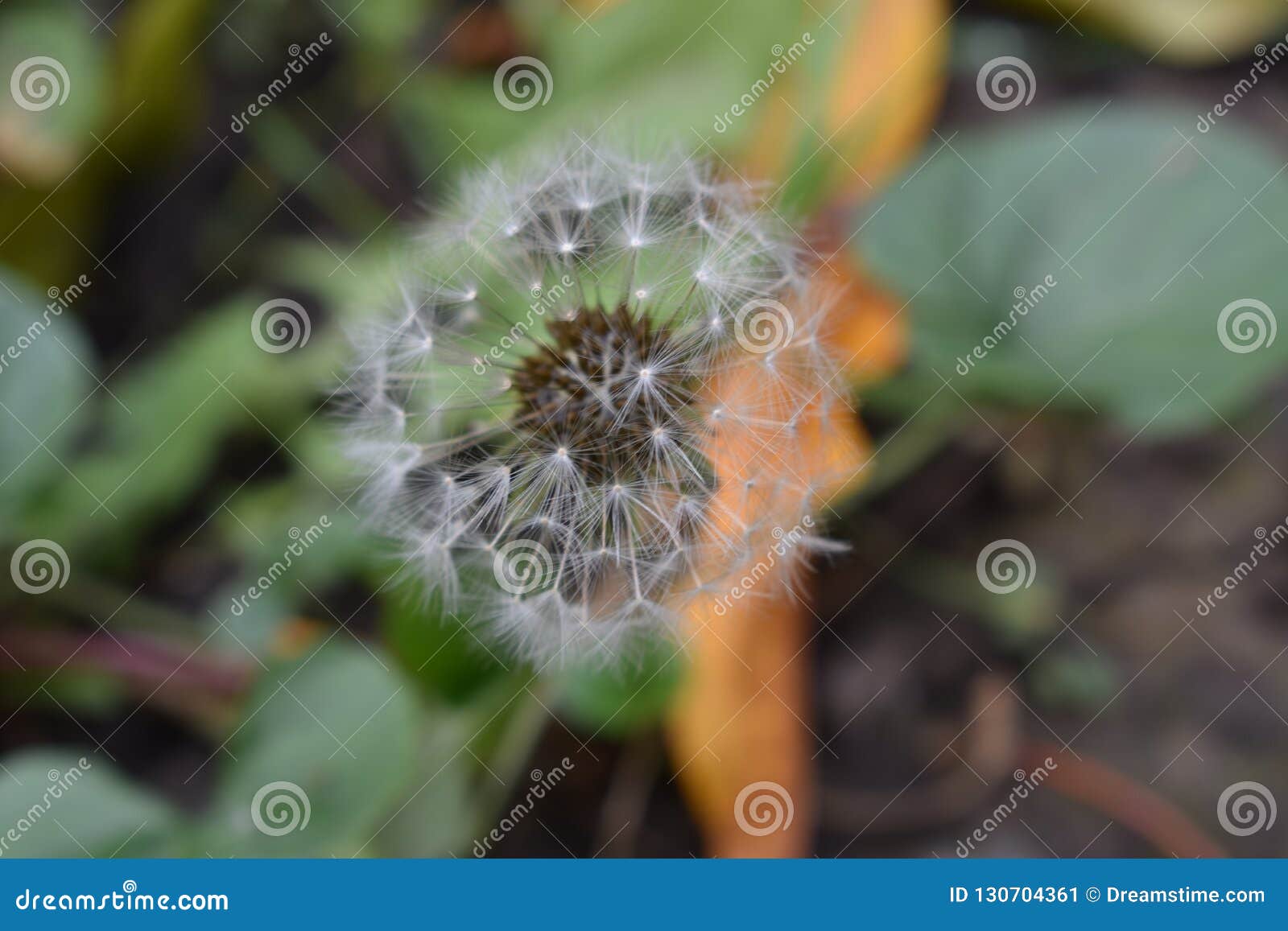 Micro stock image. Image of nikon, dandelion, flower - 130704361
