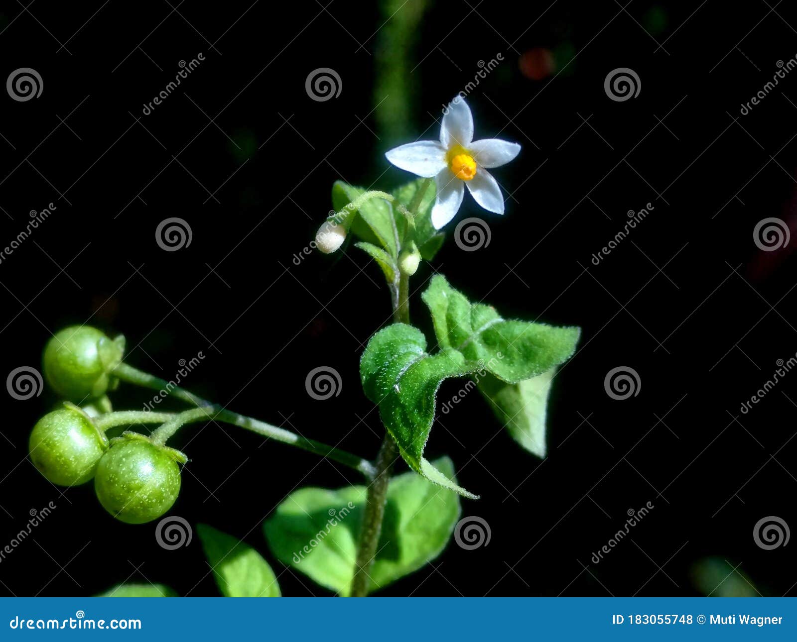 Micro flower stock photo. Image of petals, flowers, plants - 183055748