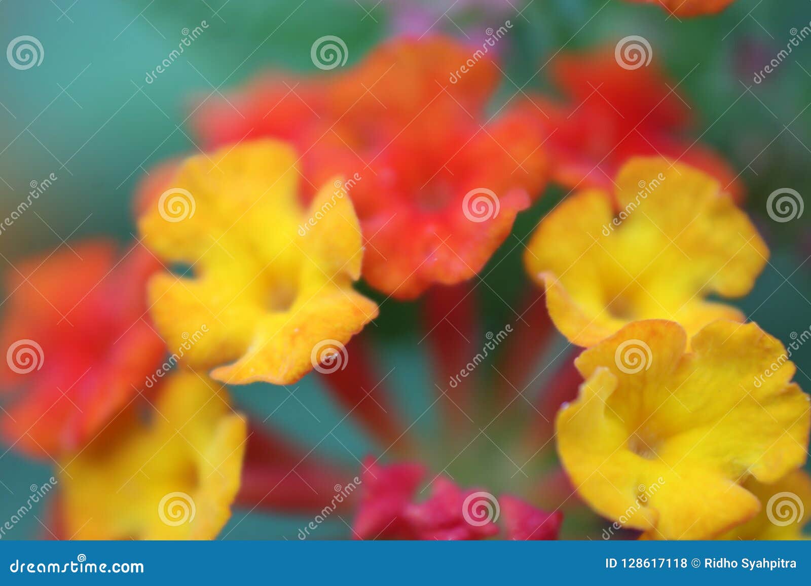 Micro flowers stock photo. Image of zoom, nature, macro - 128617118