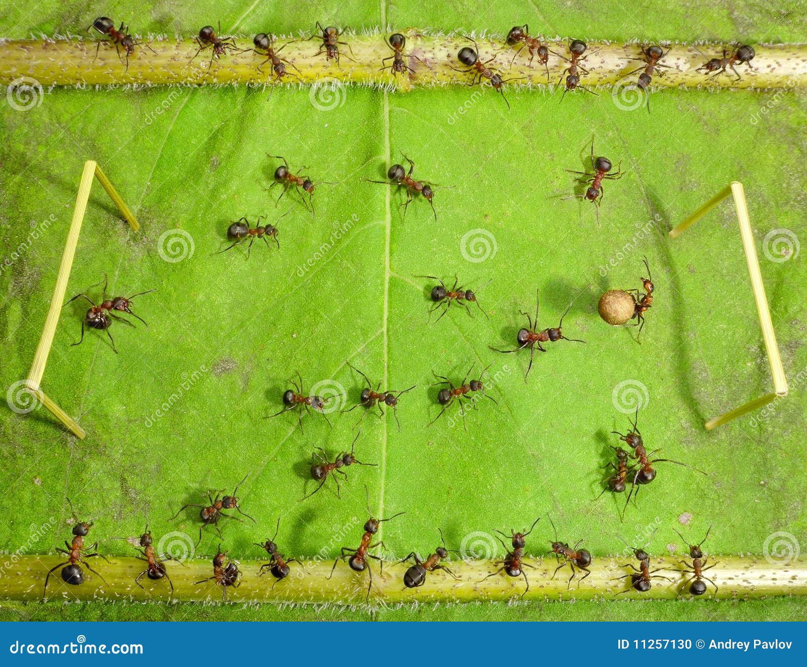 Micro Football - Ants Soccer Stock Photo - Image of goal, goalie: 11257130