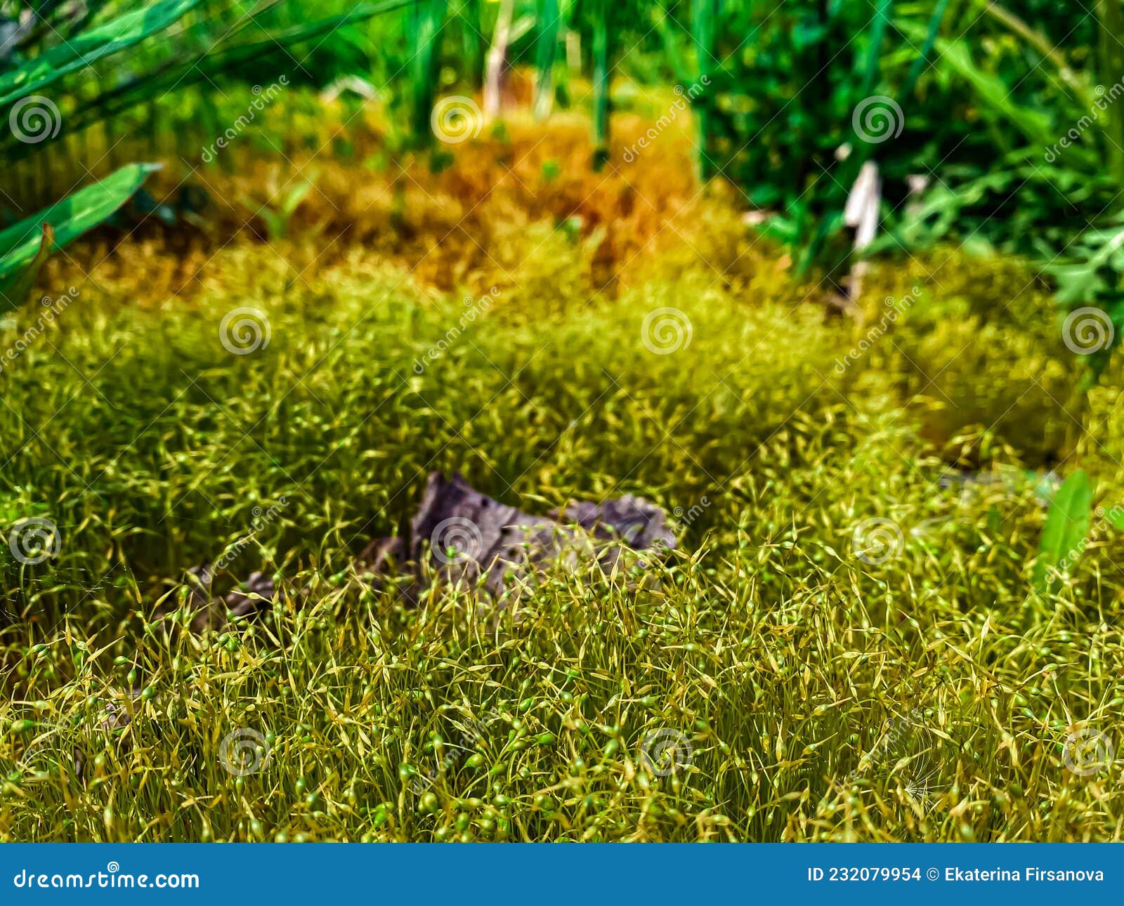 Micro forest stock photo. Image of micro, forest, plants - 232079954