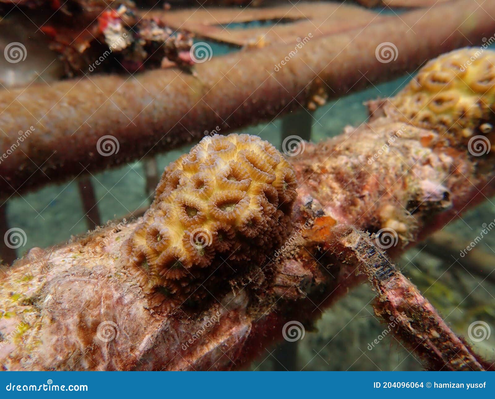 Micro Fragment of Brain Coral at Nursery Area Stock Photo - Image of ...