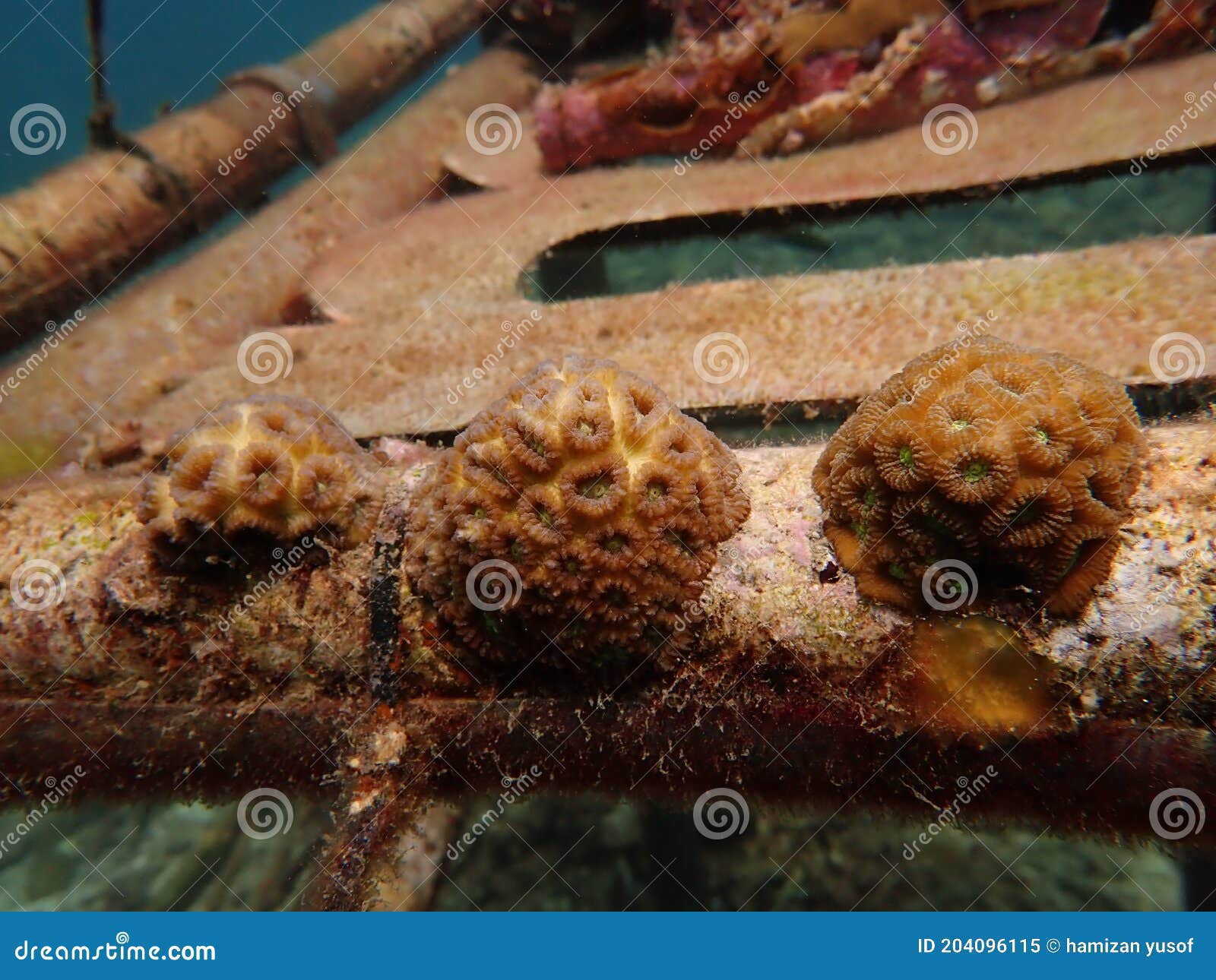 Micro Fragment of Brain Coral at Nursery Area Stock Image - Image of ...