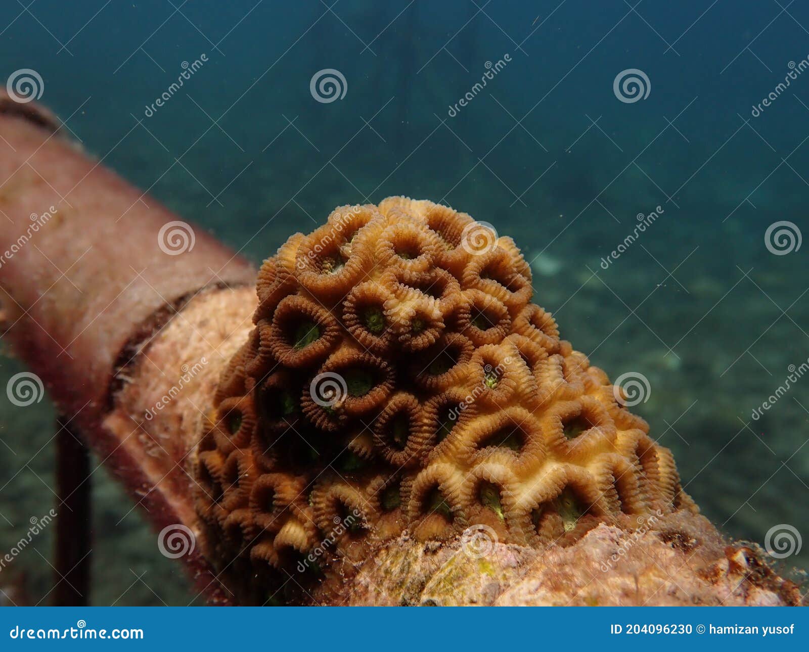Micro Fragment of Brain Coral at Nursery Area Stock Photo - Image of ...