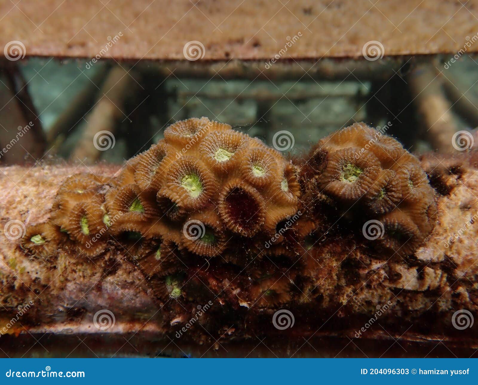 Micro Fragment of Brain Coral at Nursery Area Stock Image - Image of ...