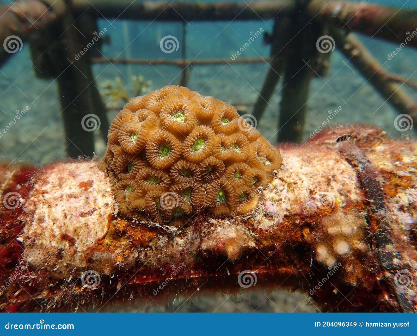 Micro Fragment of Brain Coral at Nursery Area Stock Image - Image of ...