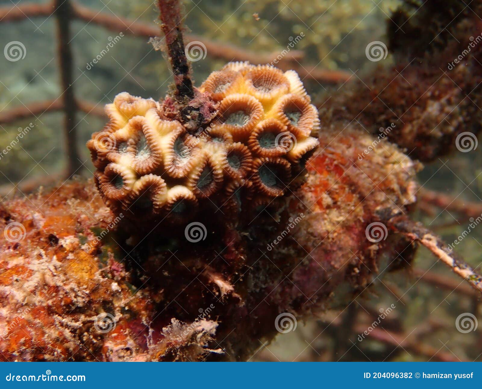 Micro Fragment of Brain Coral at Nursery Area Stock Photo - Image of ...