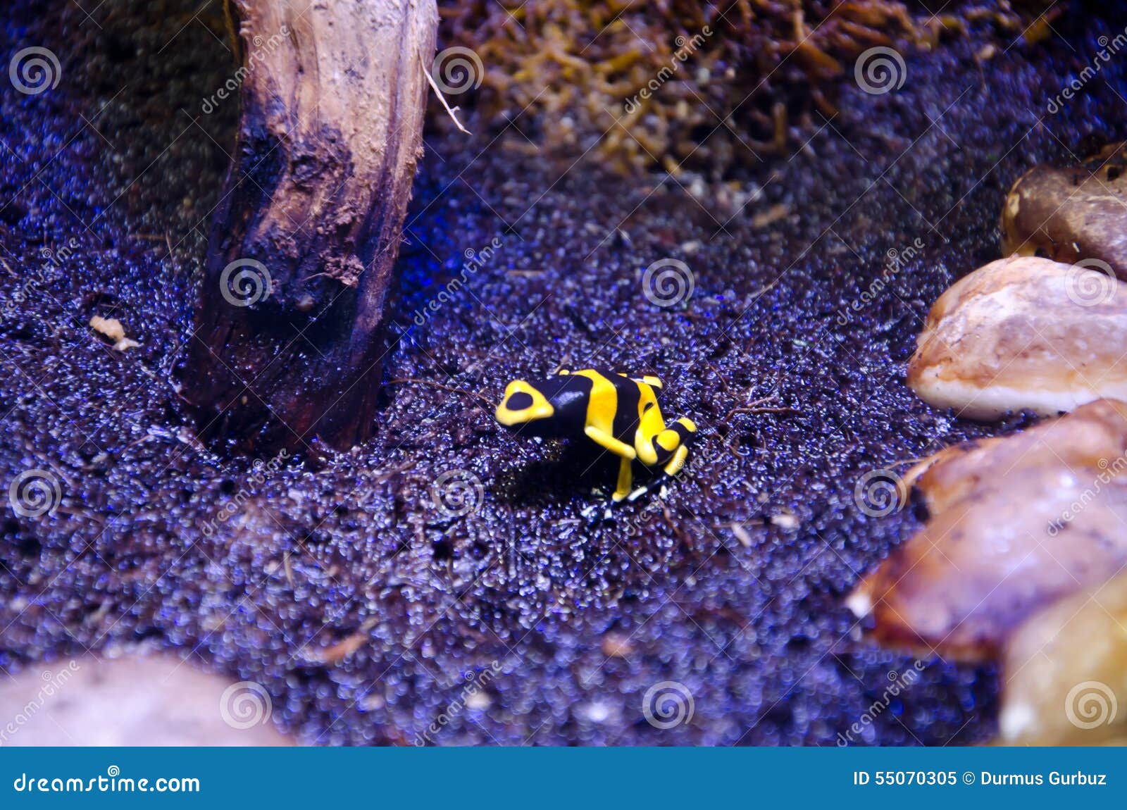 Micro frog stock image. Image of frog, neon, poisoning - 55070305