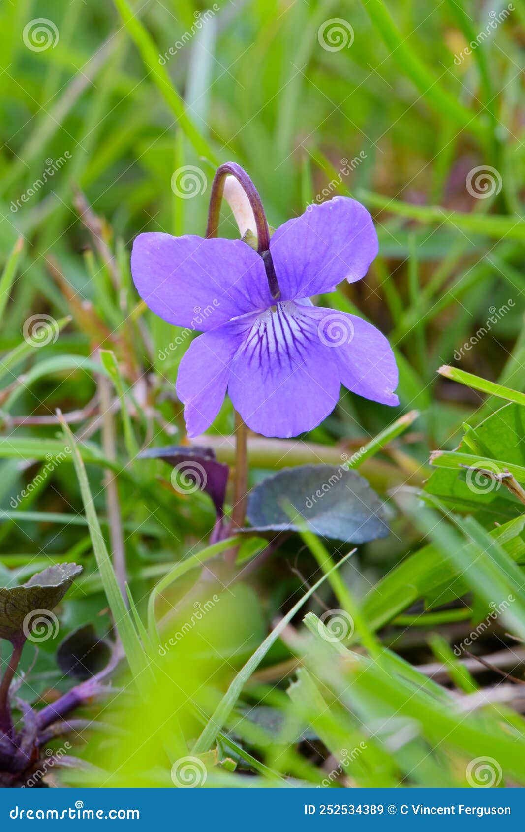 Micro Grass Purple Violet 02 Stock Image - Image of plant, green: 252534389