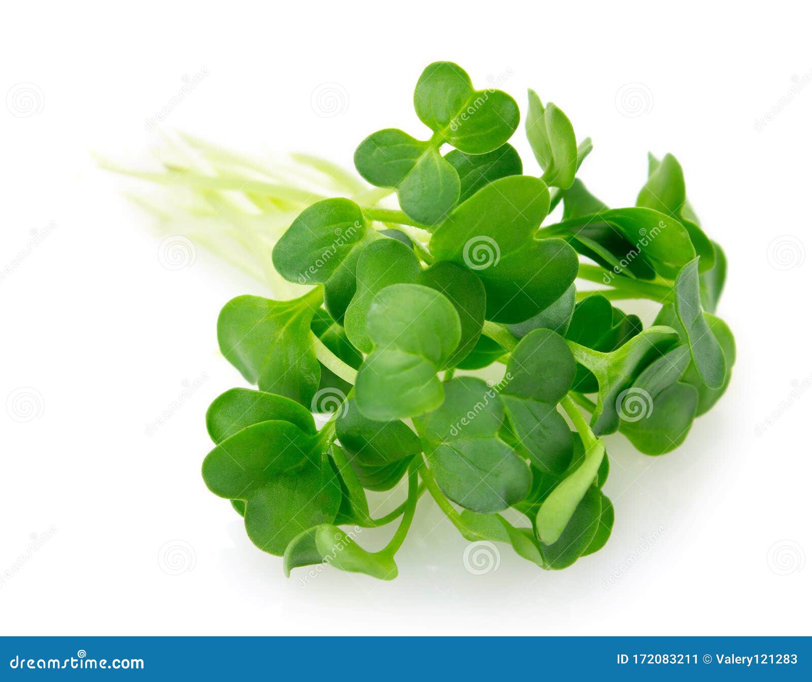 Micro Green Arugula Isolated on White Background Stock Image - Image of ...
