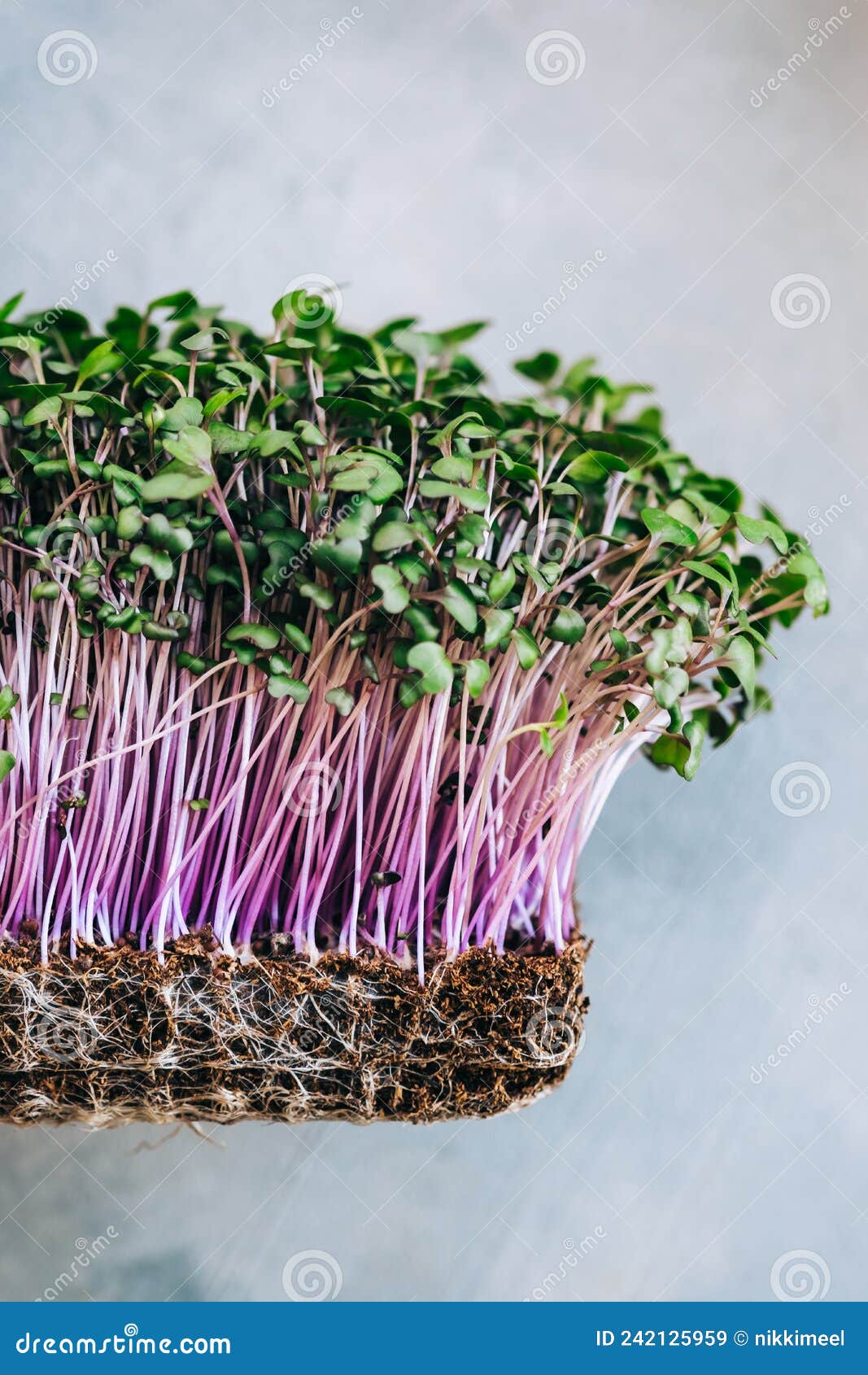 Micro Green Cabbage Plant, Side View. Healthy Food Stock Image - Image ...