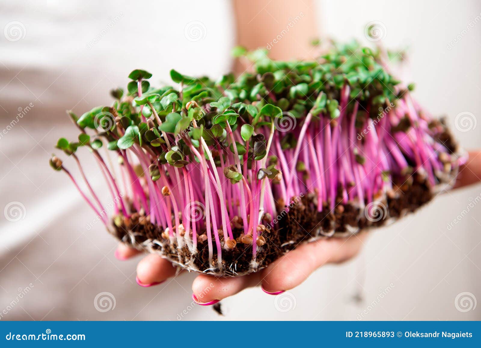 Micro-green Healthy Food and Greens Grass. Sprouting Microgreens. Stock ...