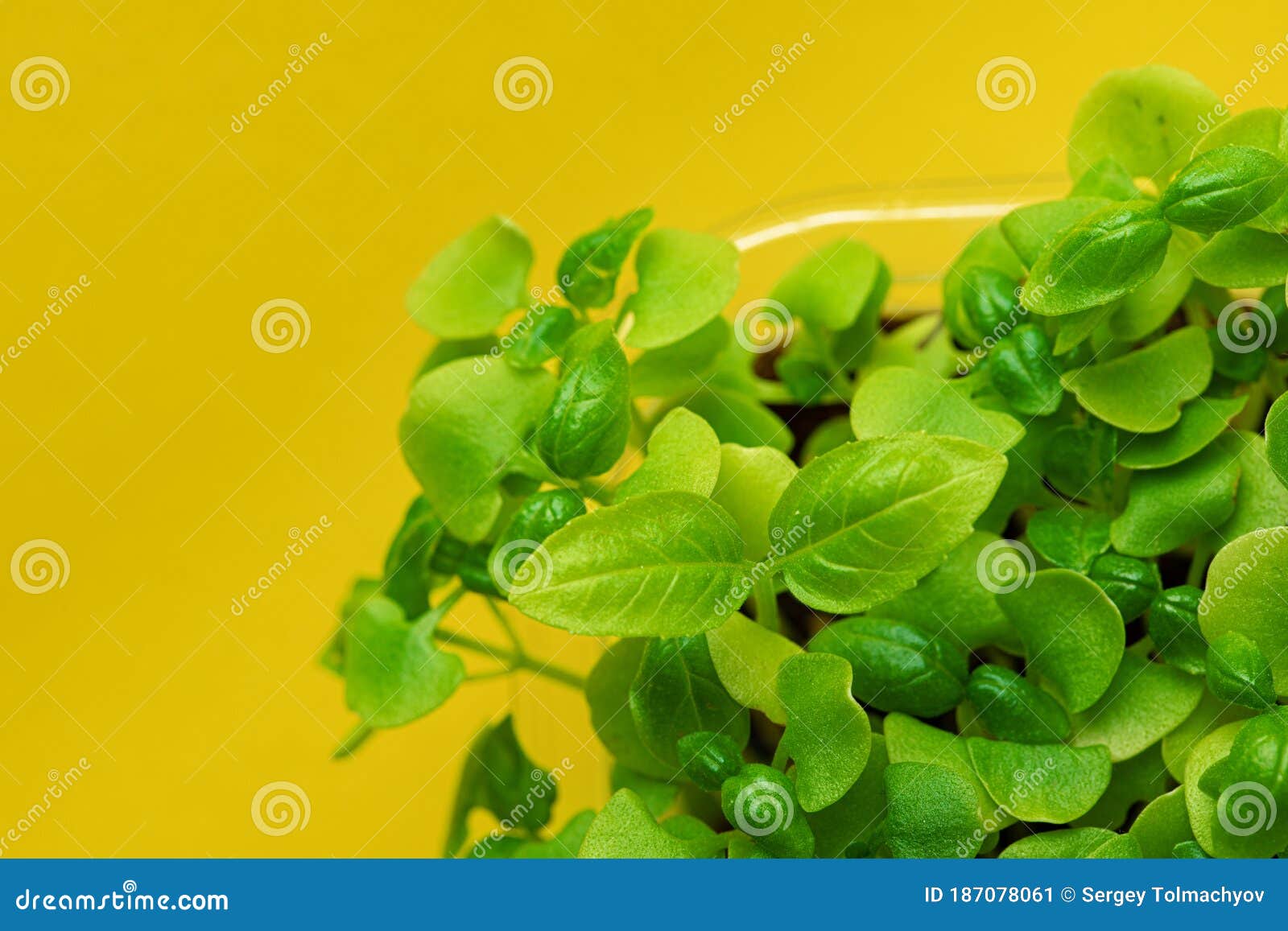 Micro Green Leaves Close Up Against Yellow Background Stock Image ...