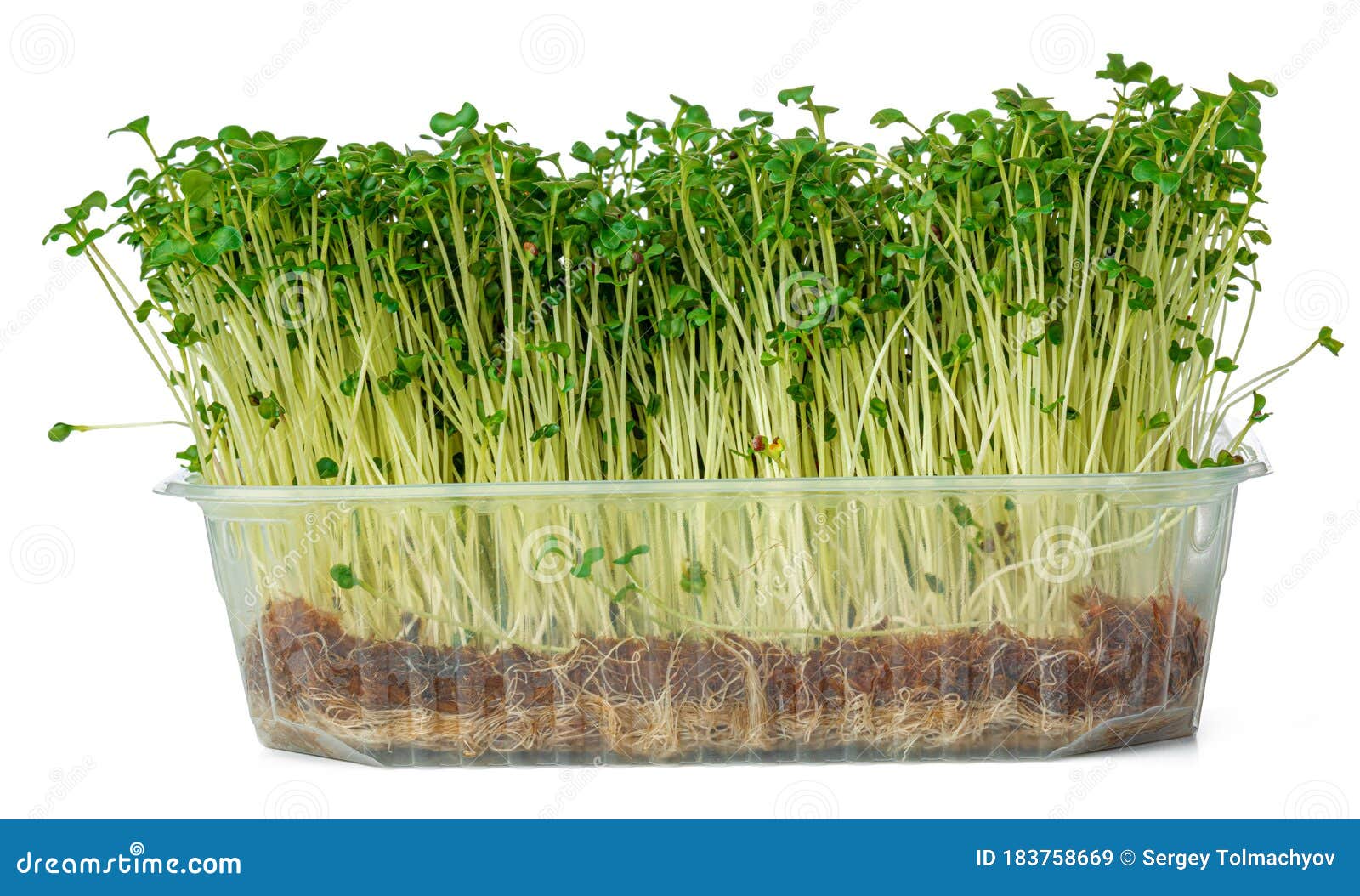 Micro Green Sprouts of Watercress Salad Isolated on White Stock Image ...