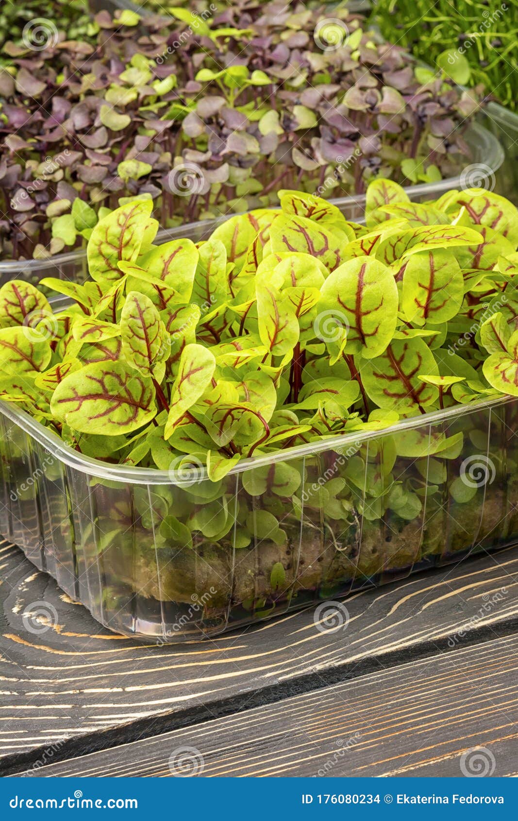Micro Green of a Green Young Sorrel, Closeup. Useful Super Food Stock ...