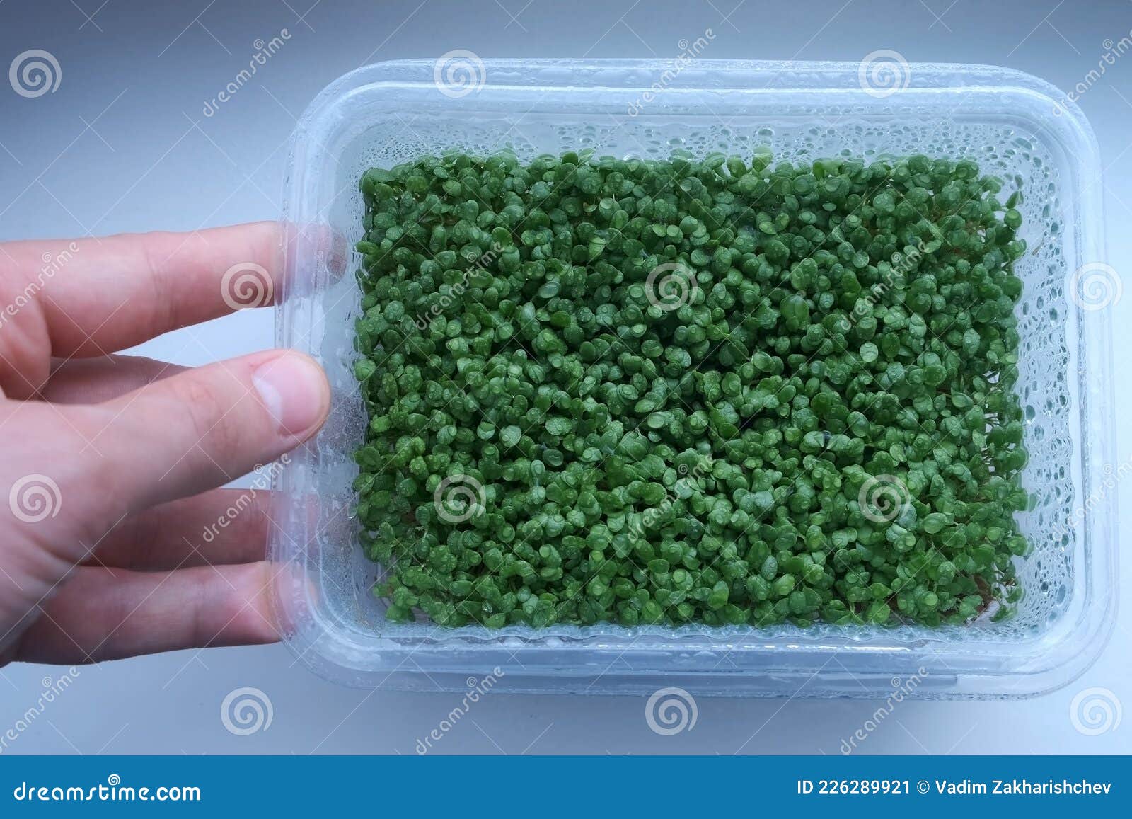 Micro-greenery with Small Green Leaves in Plastic Container on White ...