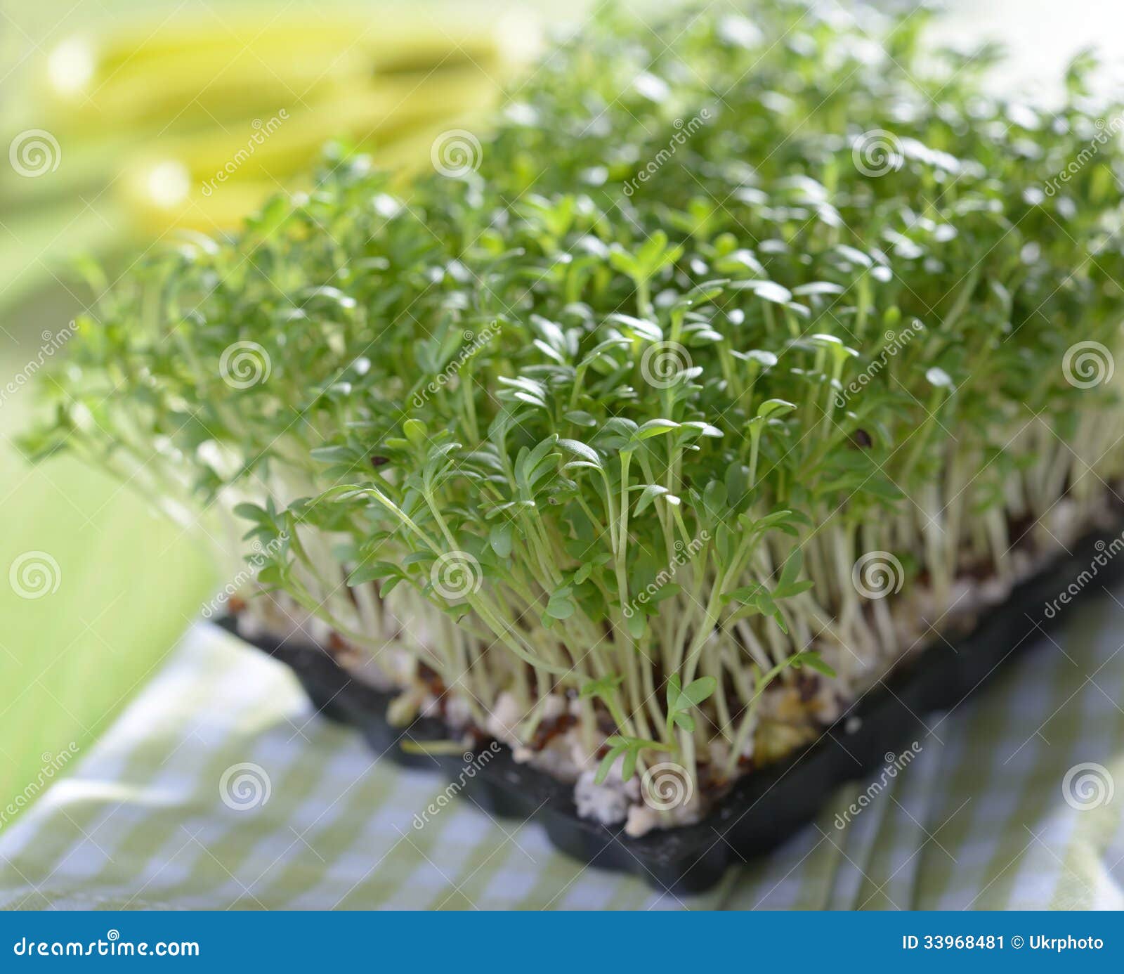 Micro greens stock image. Image of macro, micro, vegetarian - 33968481