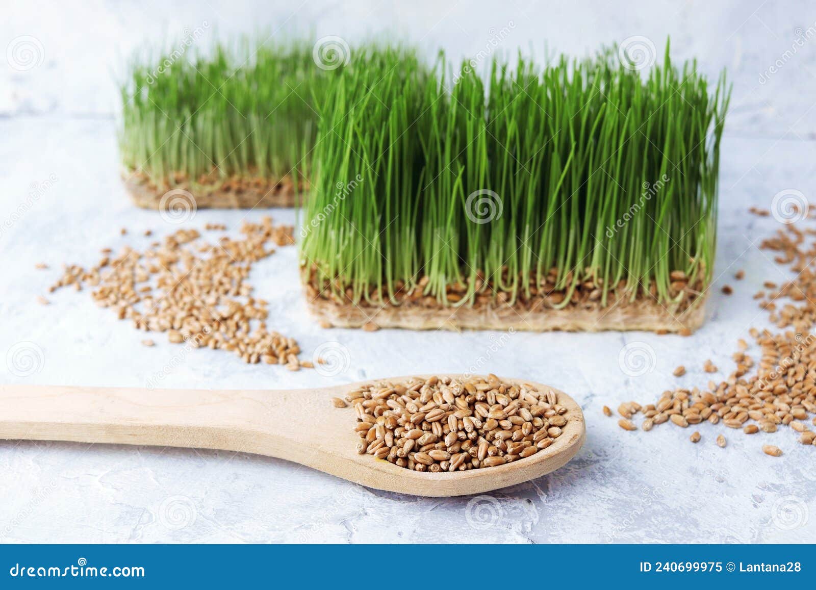 Micro Greens, Grains and Germinated Wheat Germ on the Table Stock Image ...