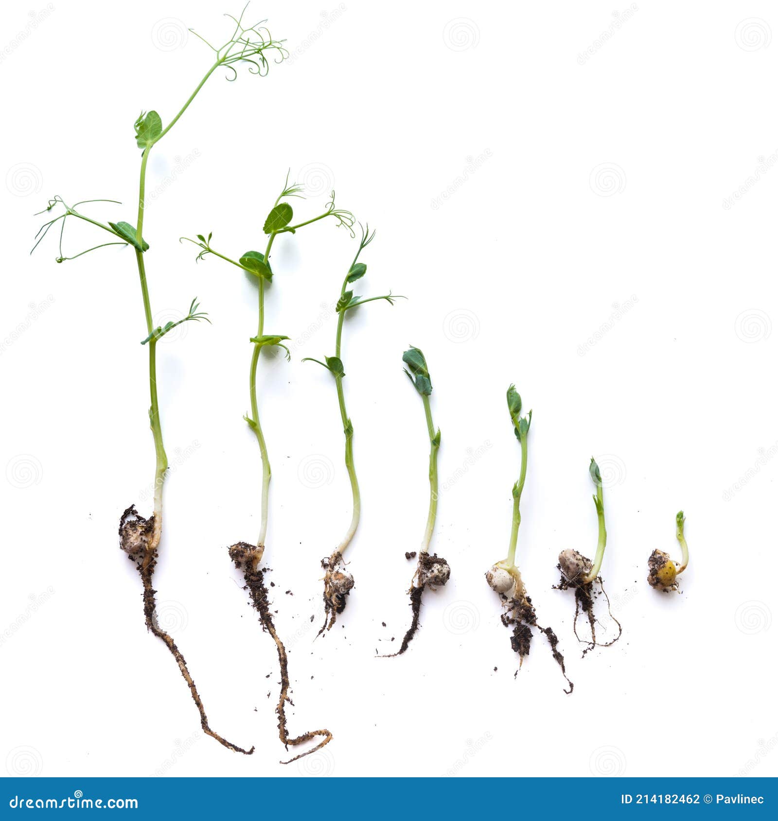 Micro Greens Pea Shoots in Different Grown Stages Lined Up in a Stock ...