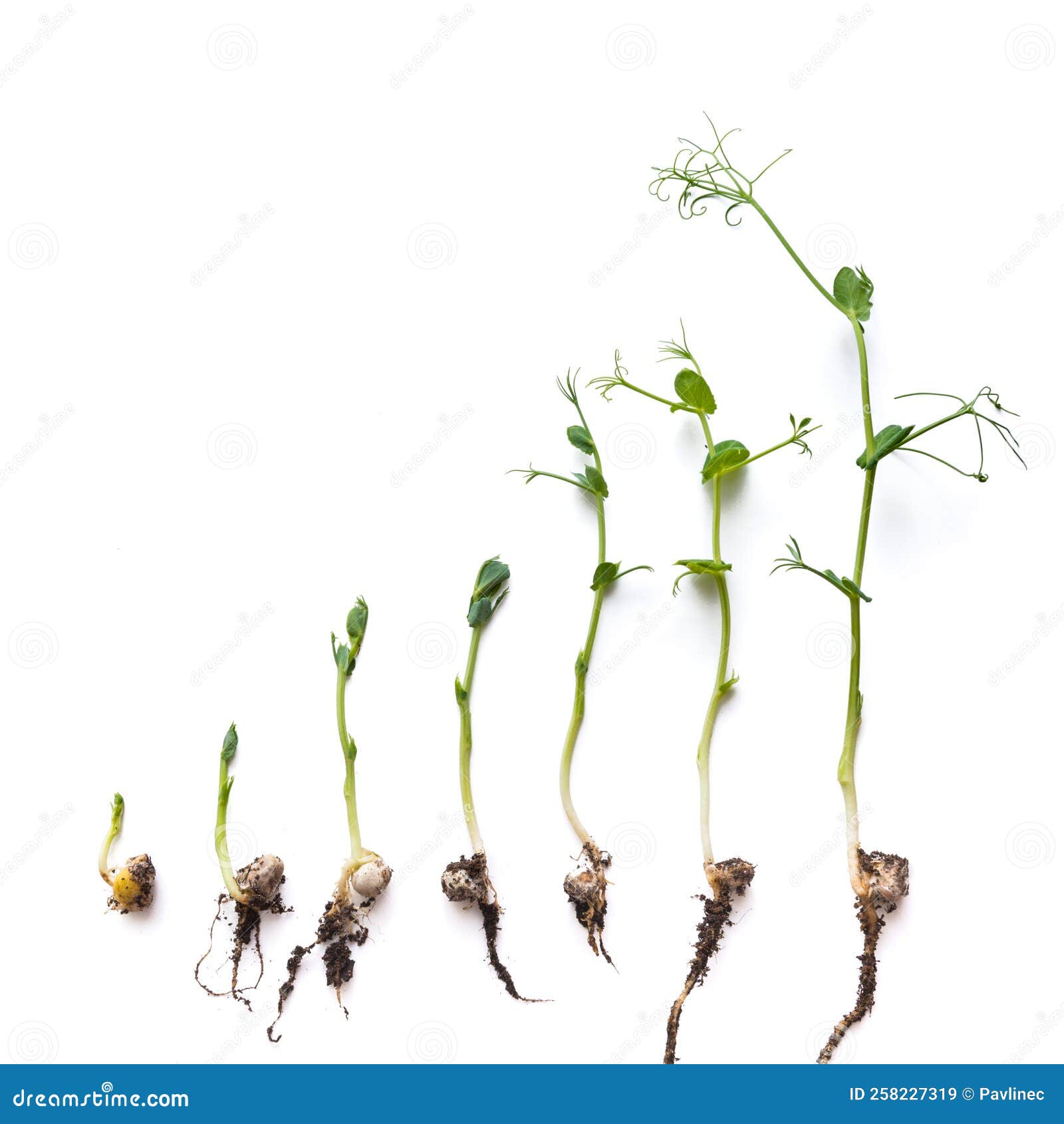 Micro Greens Pea Shoots in Different Grown Stages Lined Up in a Stock ...