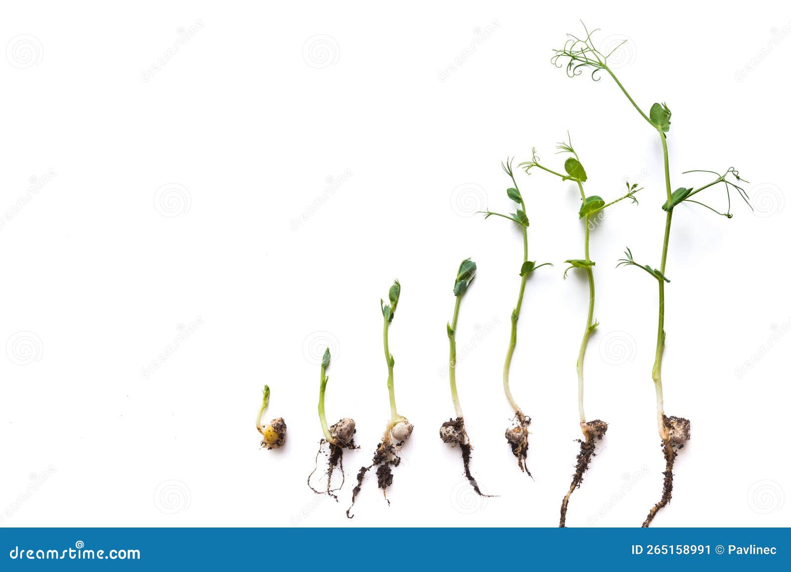 Micro Greens Pea Shoots in Different Grown Stages Lined Up in a Stock ...