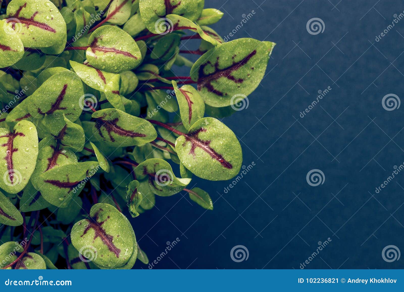 Micro Greens. Green Background. Stock Image - Image of healthy, food ...