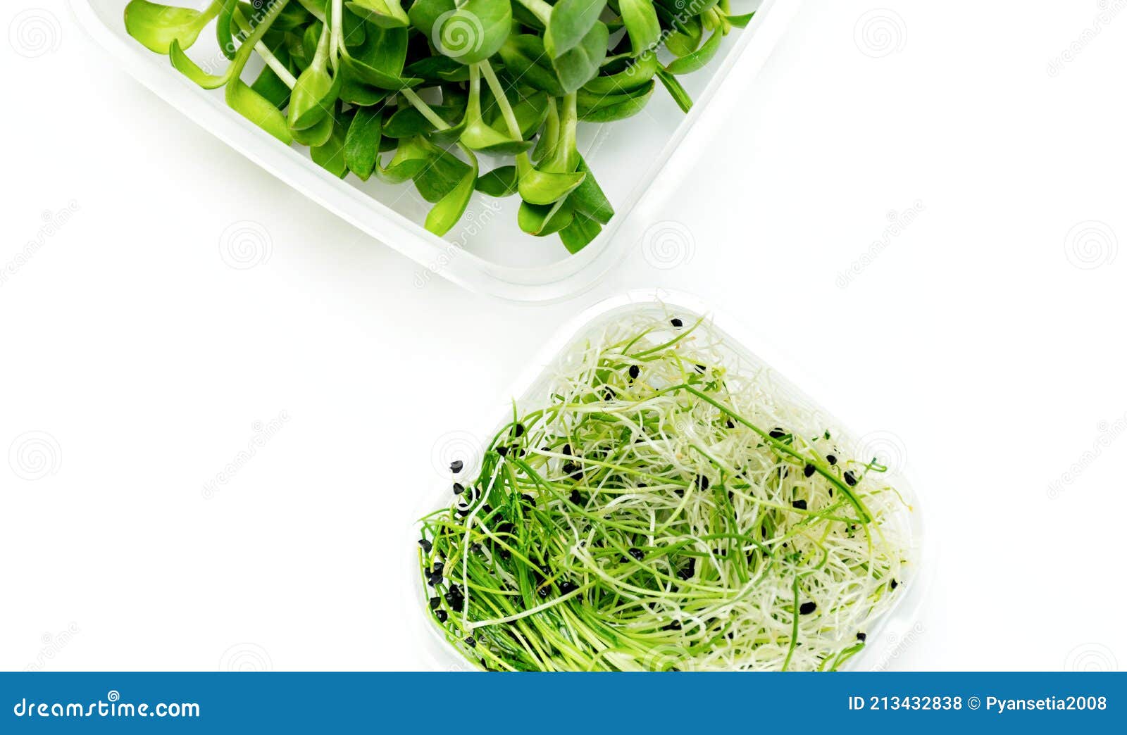 Micro Greens Sprouts of Onion, Sunflower in Plastic Storage Containers ...