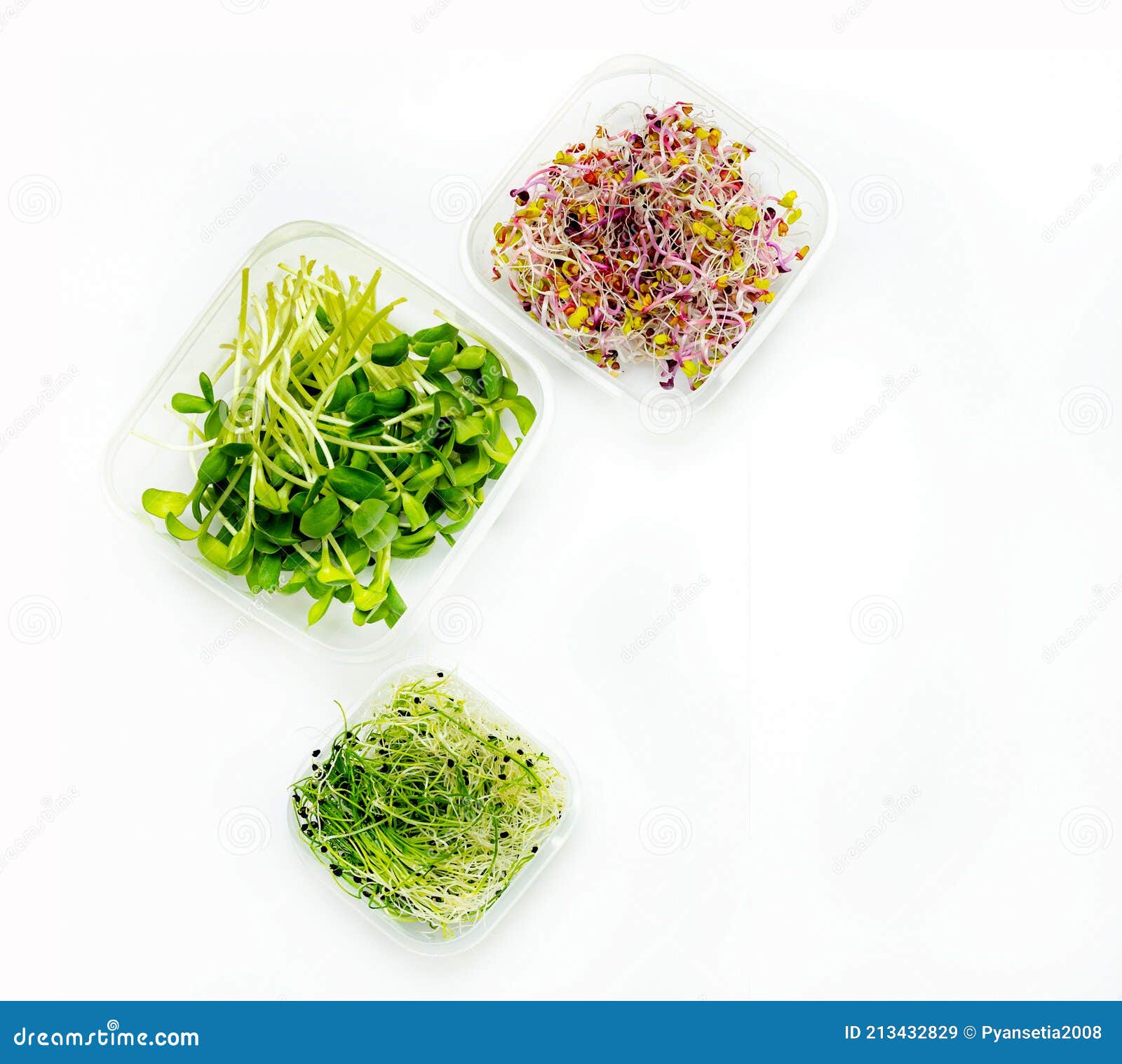 Micro Greens Sprouts of Onion, Sunflower, Radish in Plastic Storage ...