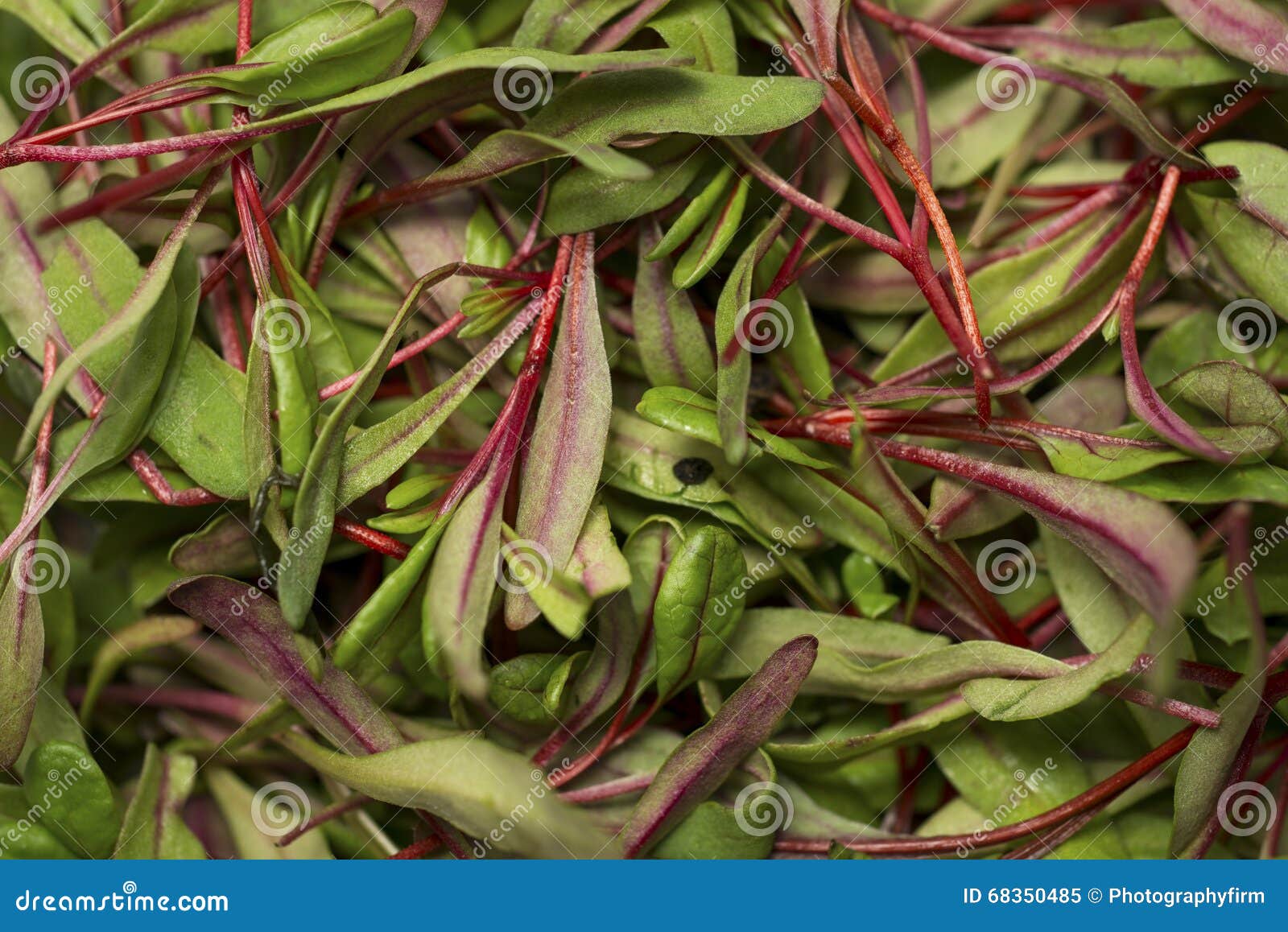 Micro Herb Red Chard stock image. Image of background - 68350485