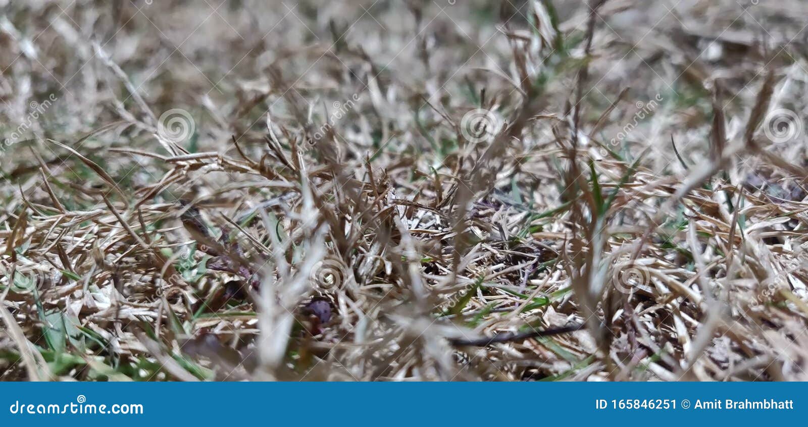 Micro Image of Dry Grass. Selected Focus Stock Image - Image of grass ...
