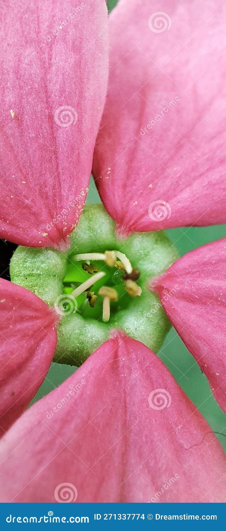 Micro image of pink flower stock photo. Image of wildflower - 271337774