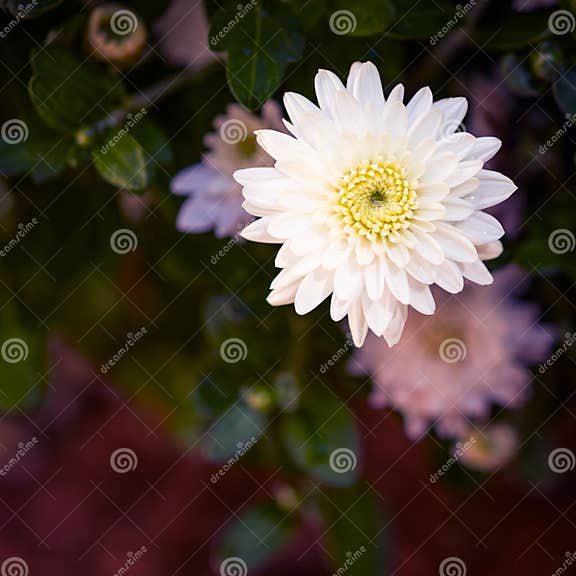 Micro Image of White Chrysanthemum Flower Stock Photo - Image of head ...