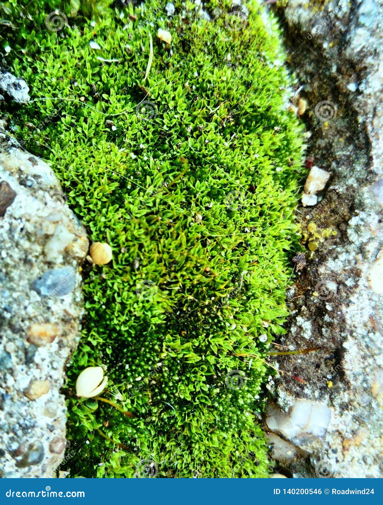 Micro jungle in the rock stock photo. Image of fungus - 140200546