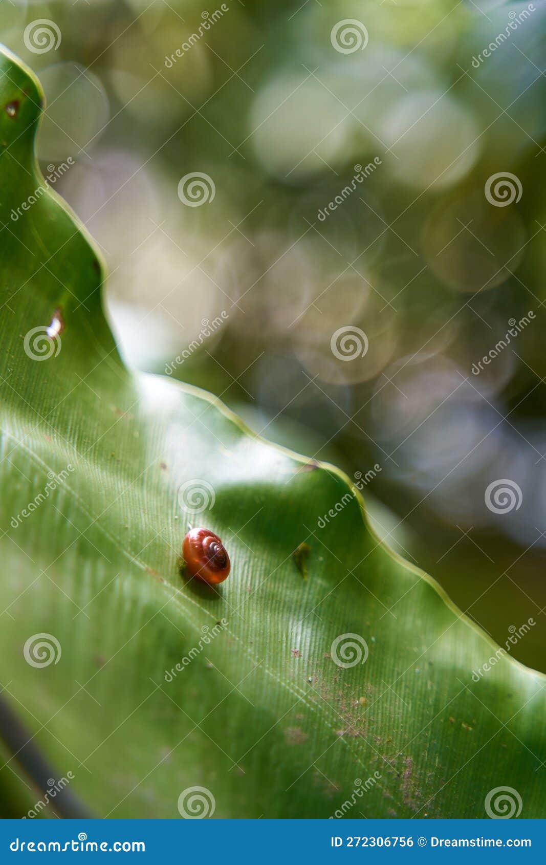 Micro Little Snail on a Green Plant Leaf in the Jungle Stock Photo ...