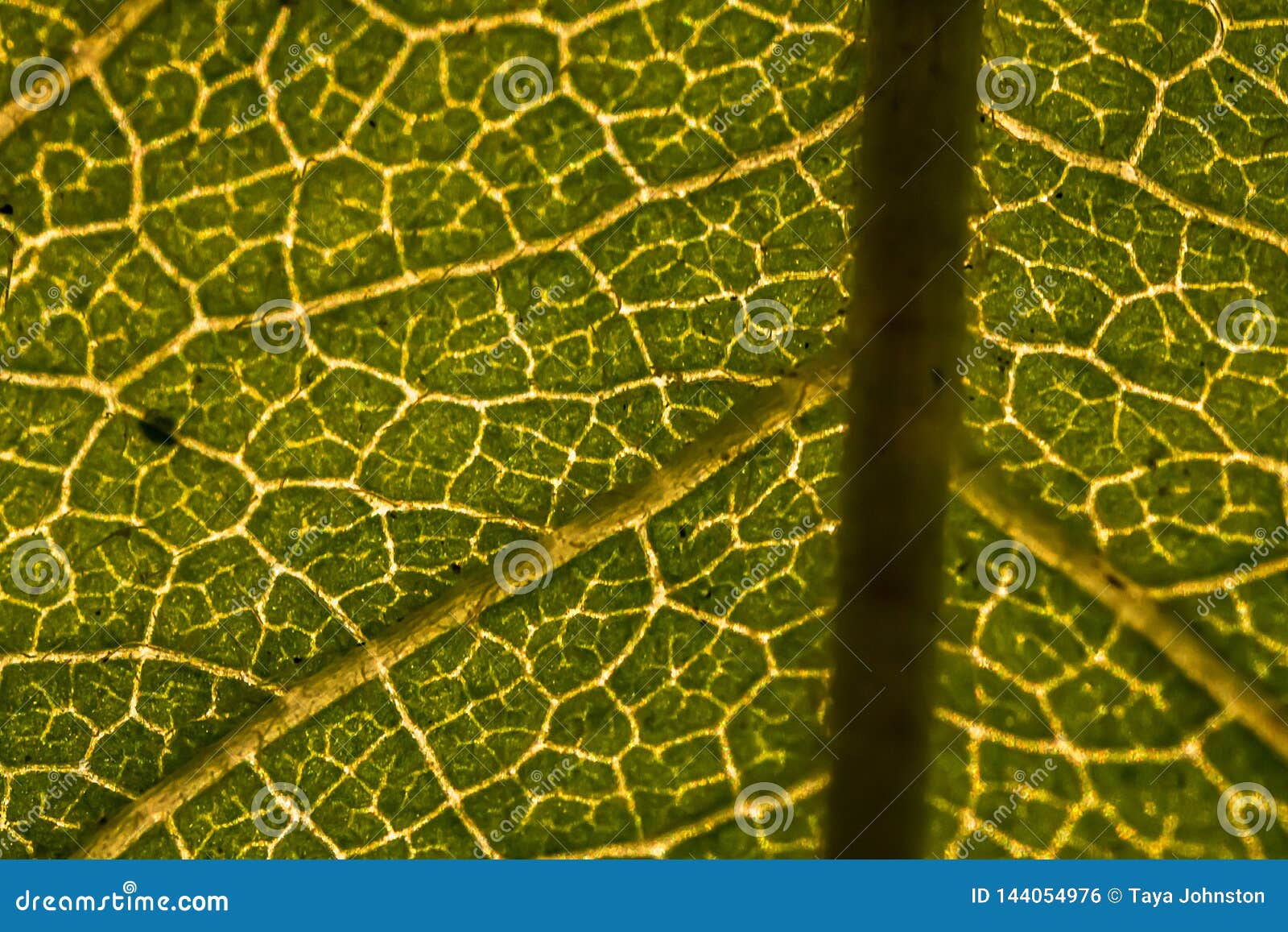 Micro Macro Pattern Green Leaf Stock Photo - Image of micro, leaves ...