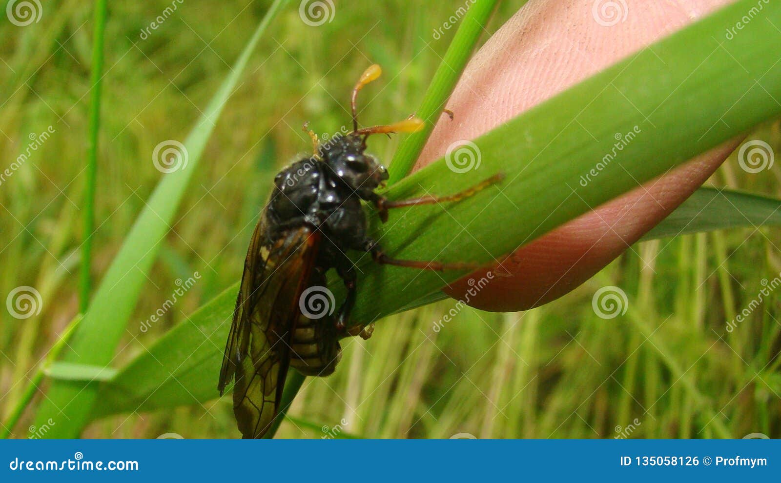 Micro Monster | Wasp stock photo. Image of nature, spring - 135058126