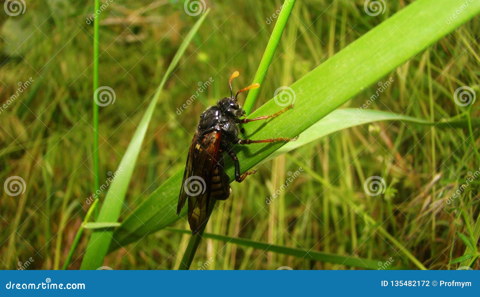 A Micro Monster | Wasp stock photo. Image of forest - 135482172