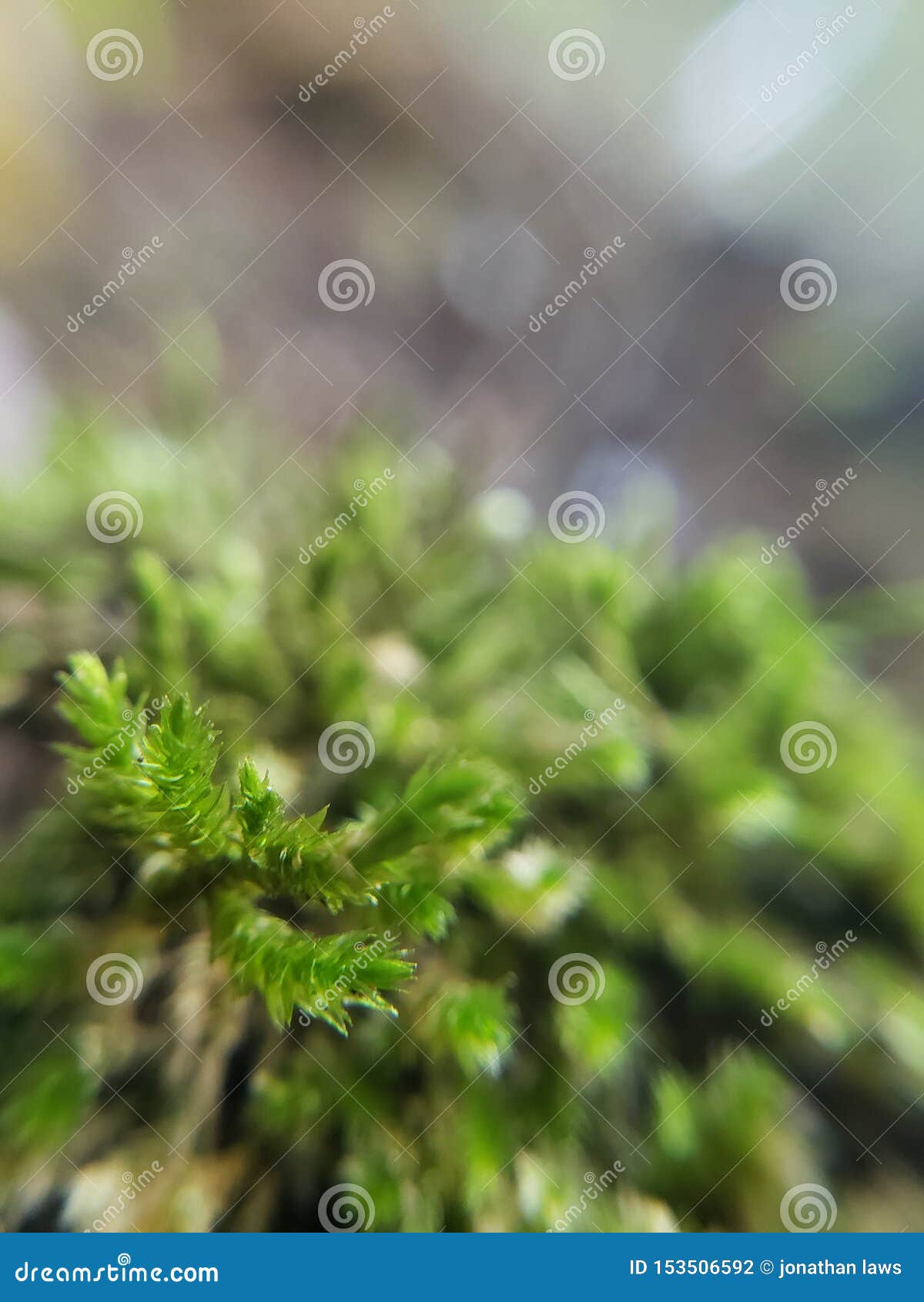 Micro moss sprouts stock photo. Image of sprouts, nature - 153506592