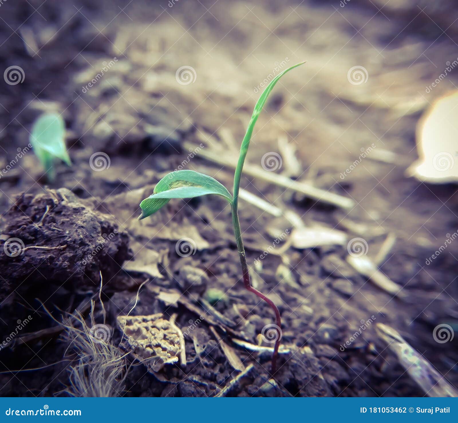 Micro nature stock photo. Image of plant, outdoor, nature - 181053462