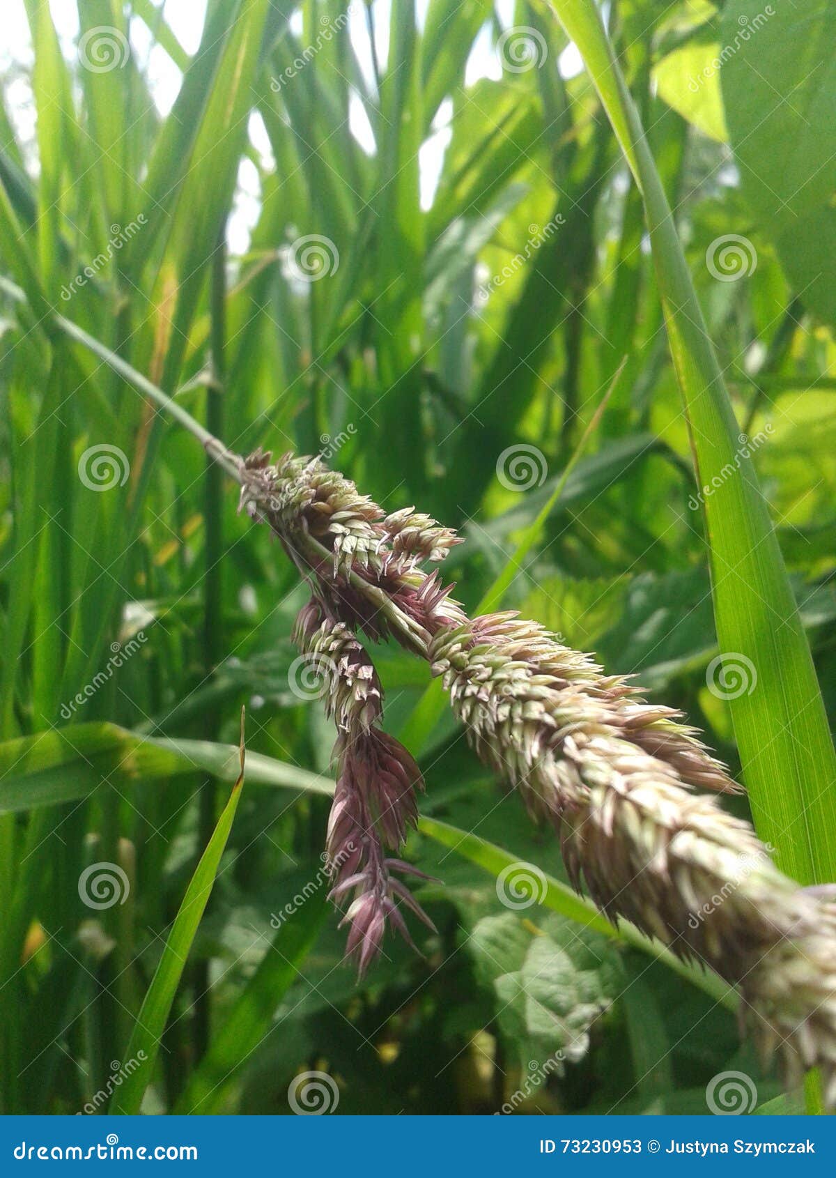 Micro nature stock image. Image of nature, looking, wonderful - 73230953