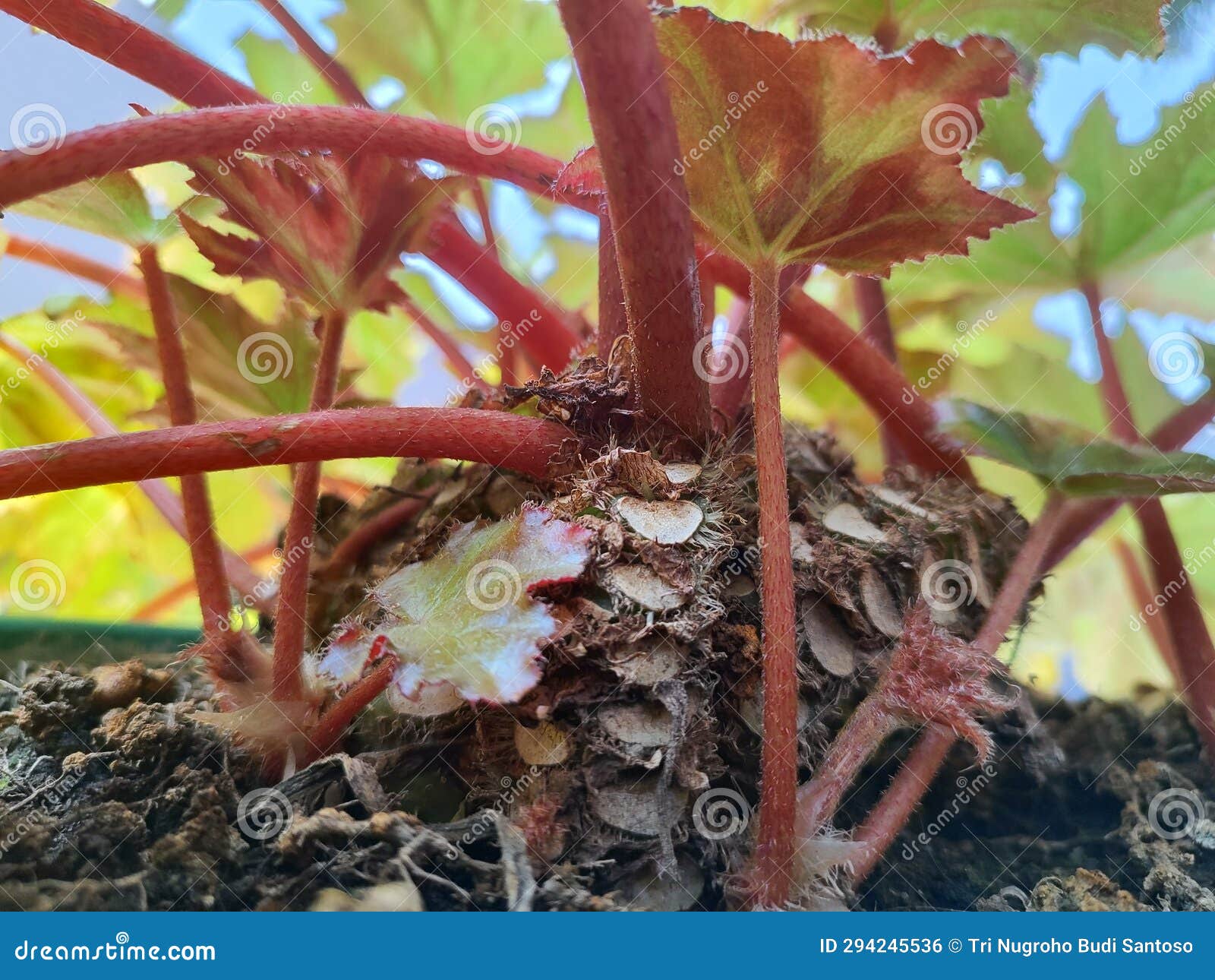 Micro Nature - Root of Begonia Red Star Stock Photo - Image of micro ...