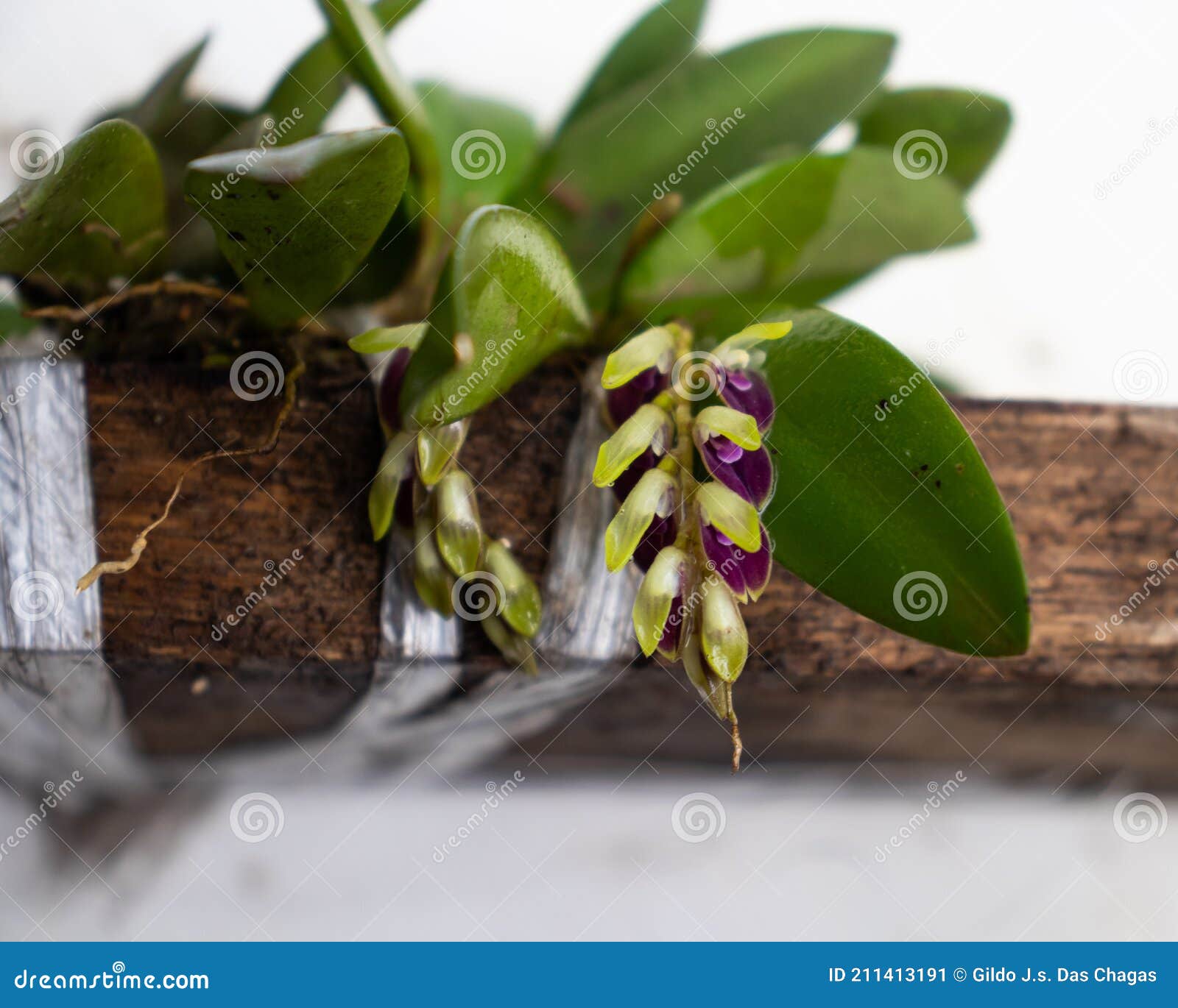 Micro Orchid III stock image. Image of leaf, acianthera - 211413191