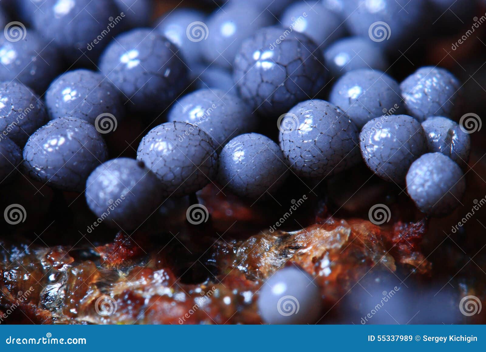 Micro-organism fungus stock image. Image of bacteria - 55337989