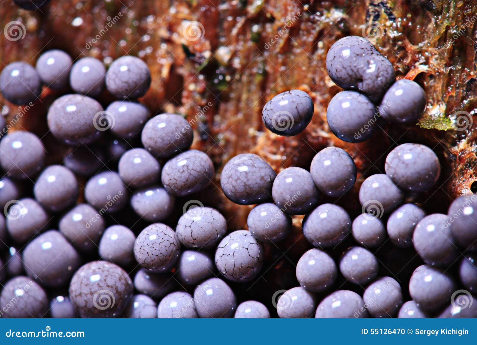 Micro-organism fungus stock photo. Image of mold, endosperm - 55126470