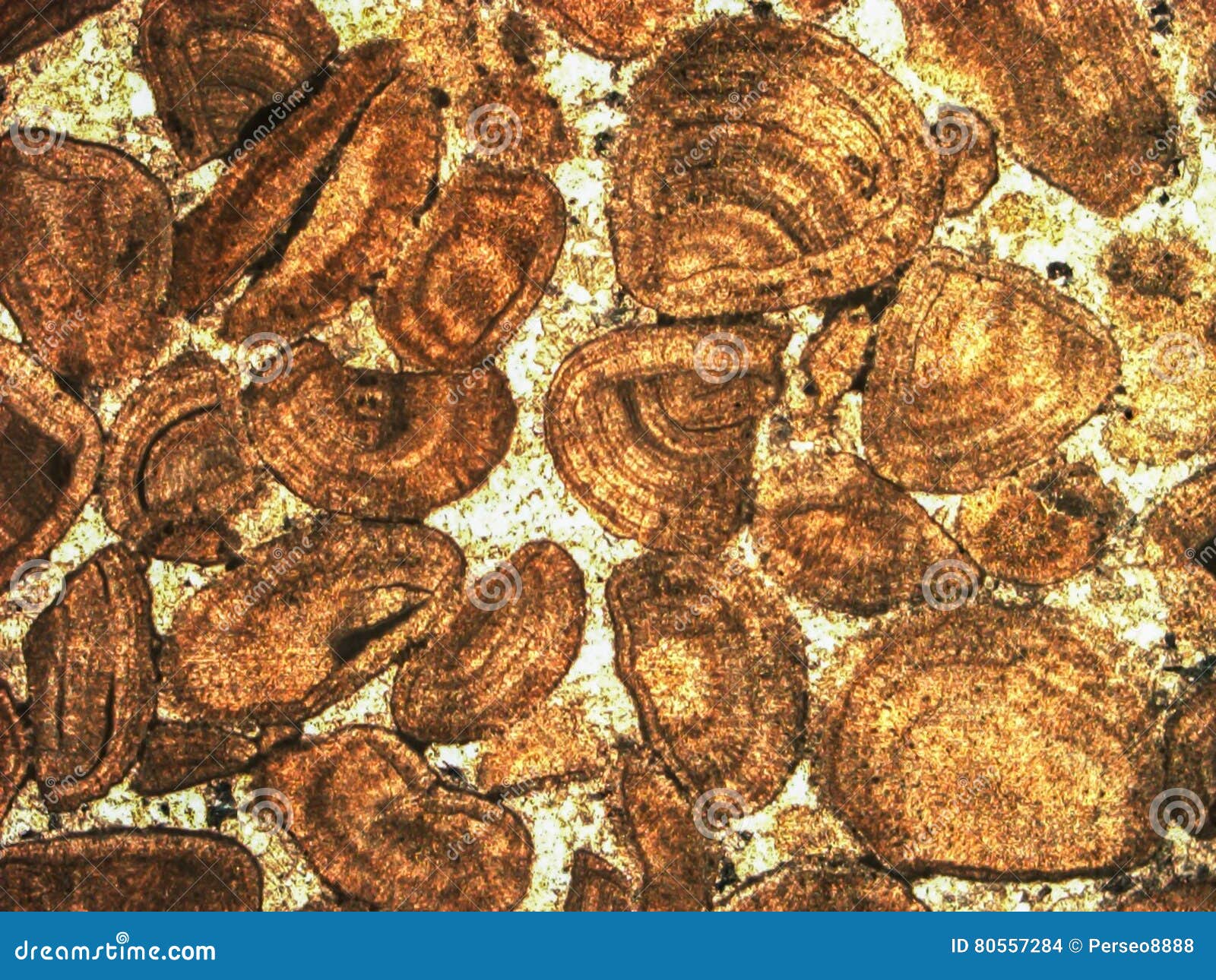 Thin Section Of Miocene Limestone Under The Microscope Royalty-Free ...