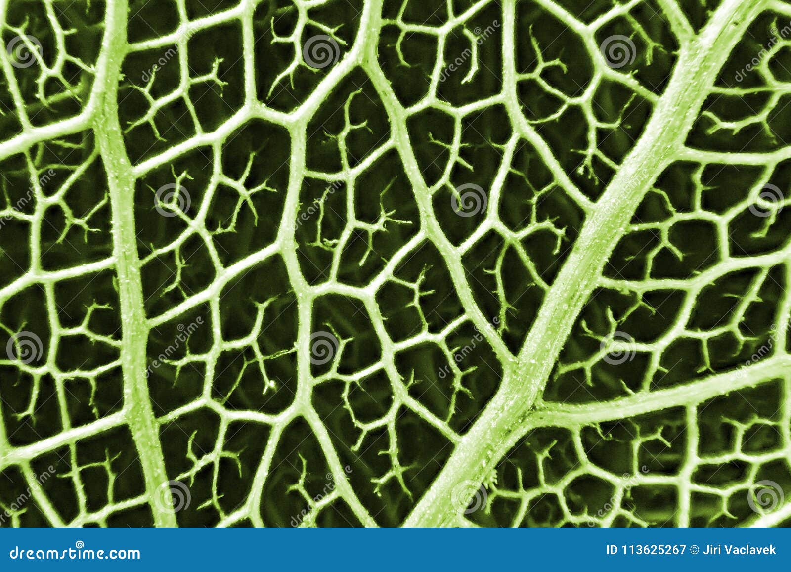 Micro Photo of Leaf Texture Stock Image - Image of green, life: 113625267