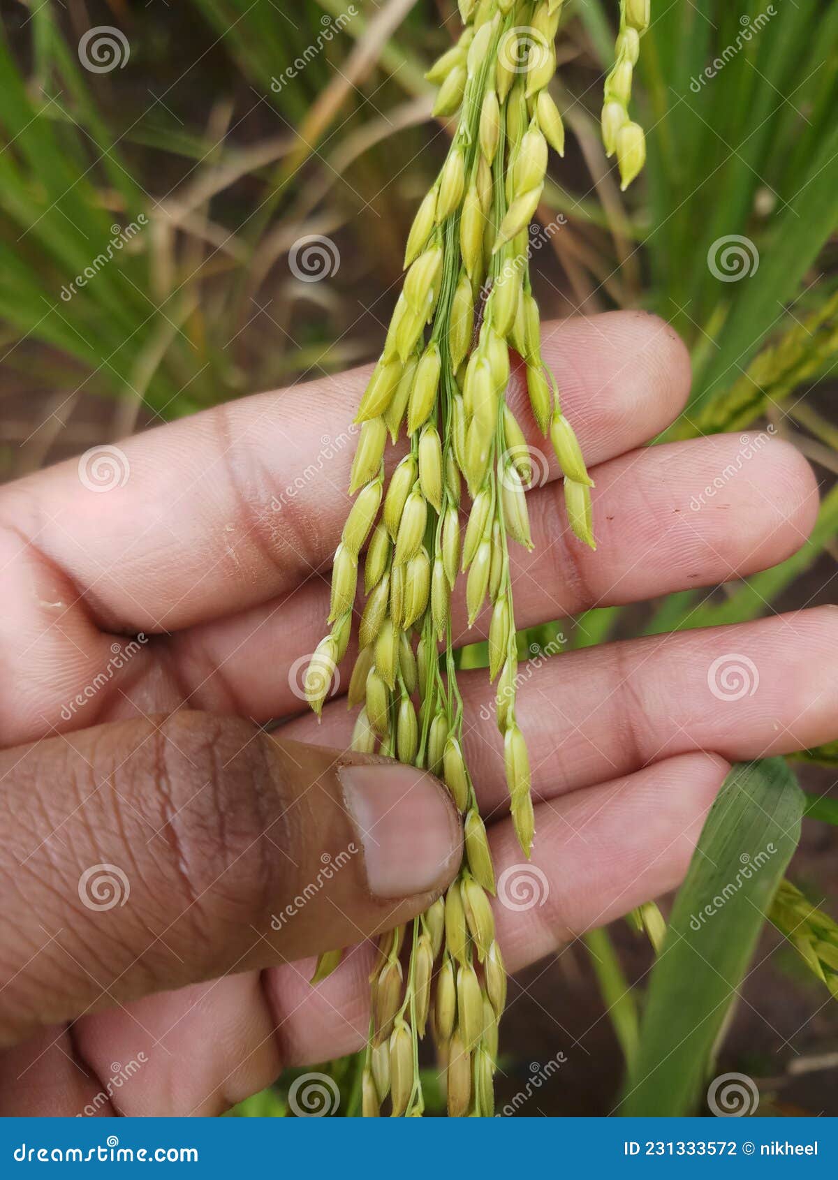 Micro Photo of Rice Farming Stock Photo - Image of grass, produce ...